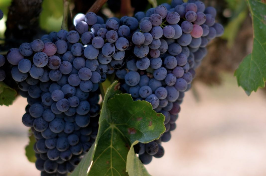 Syrah: la variedad de uva tinta profunda y misteriosa | SalPimenta